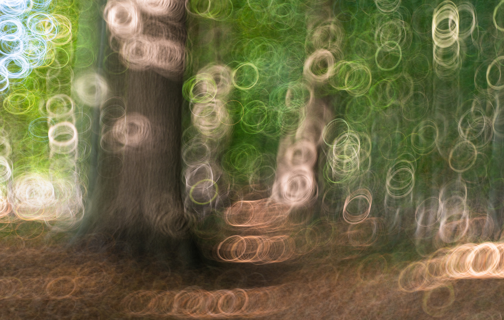 ___OOOOO_______ Foto & Bild | landschaft, wald, natur-kreativ Bilder ...