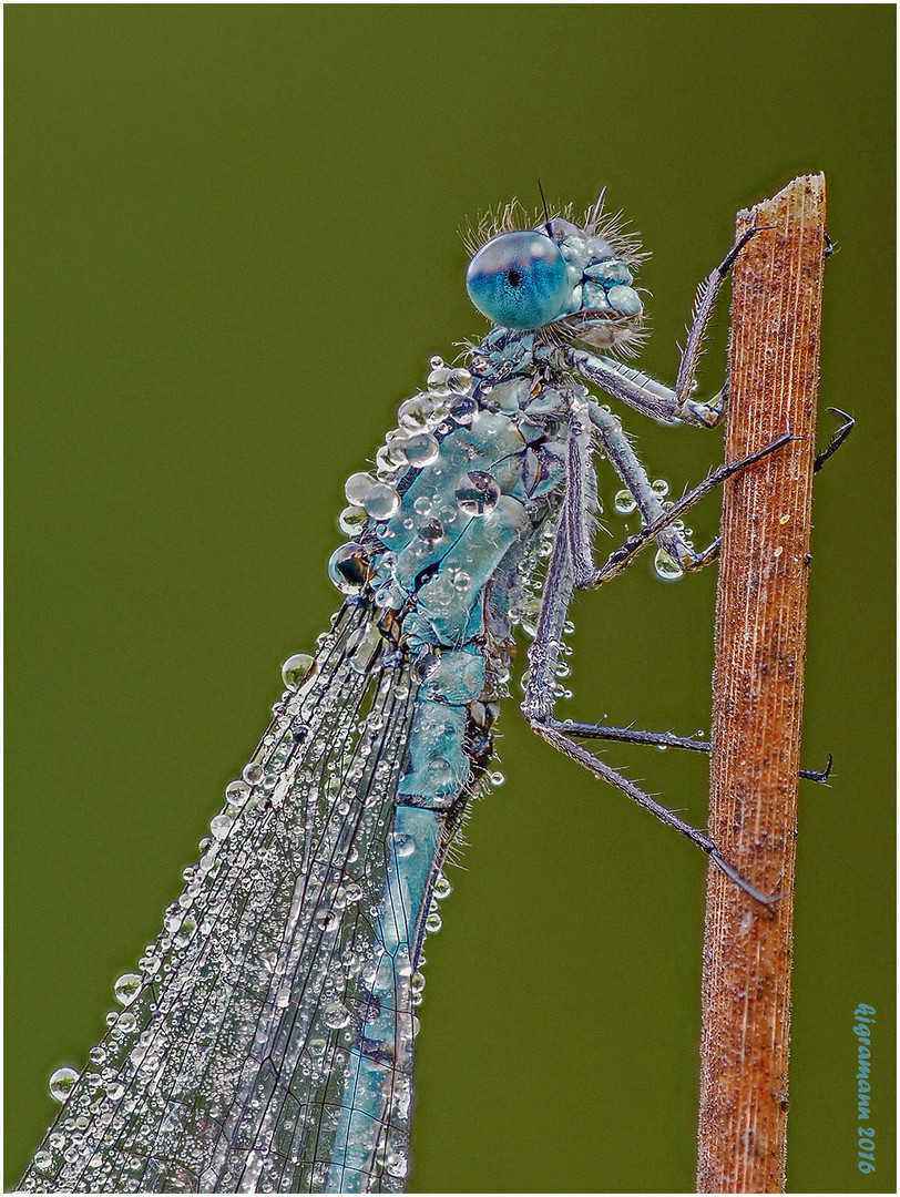 oooOOooo..... Foto & Bild | makro, natur, tropfen Bilder auf fotocommunity