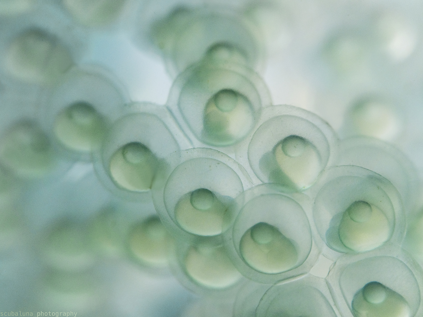 OoOooooOOo Foto & Bild | makro, natur, schweiz Bilder auf fotocommunity