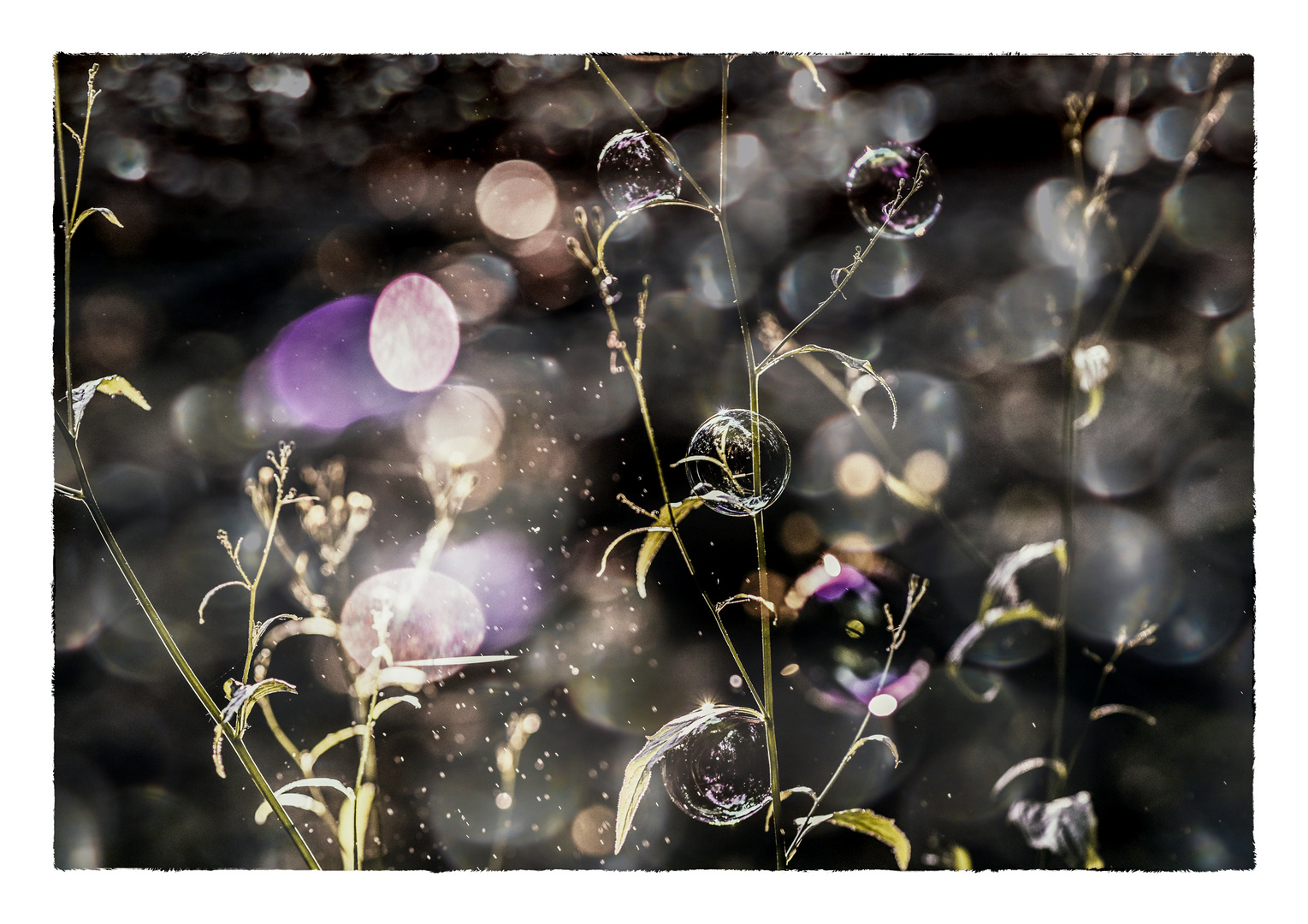 oooOOOoooOOOoooOOOooo Foto & Bild | spezial, outdoor, seifenblasen ...