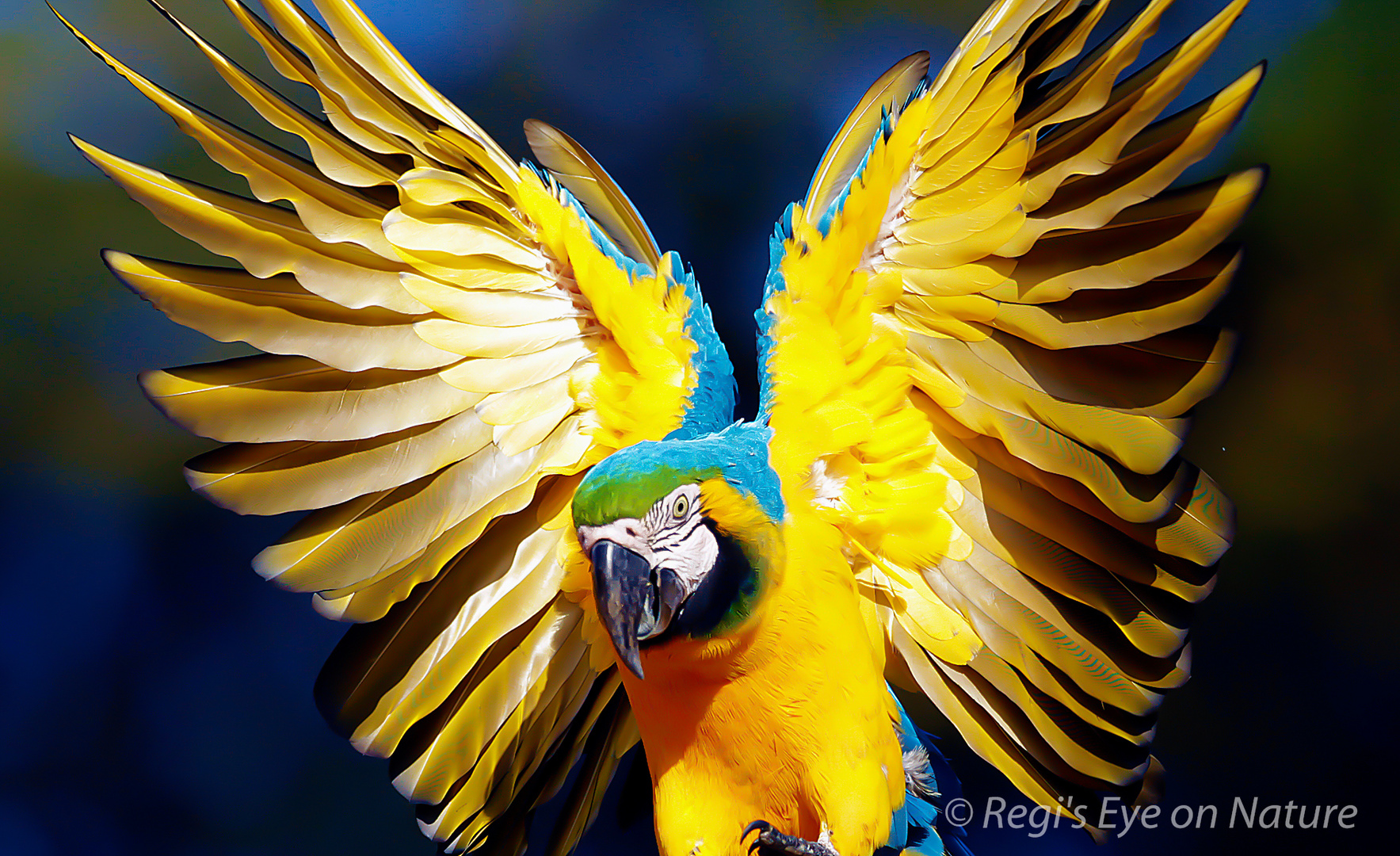 Colorful Bird Wings Spread