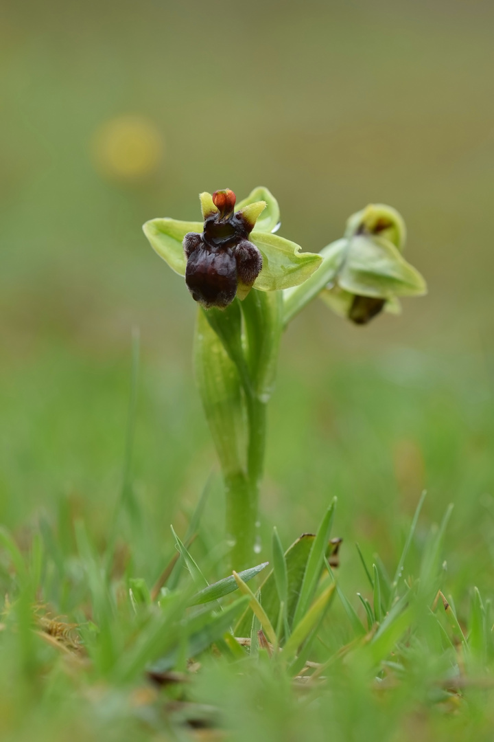 Ophrys bombyliflora photo et image | macro nature, macro orchidées ...