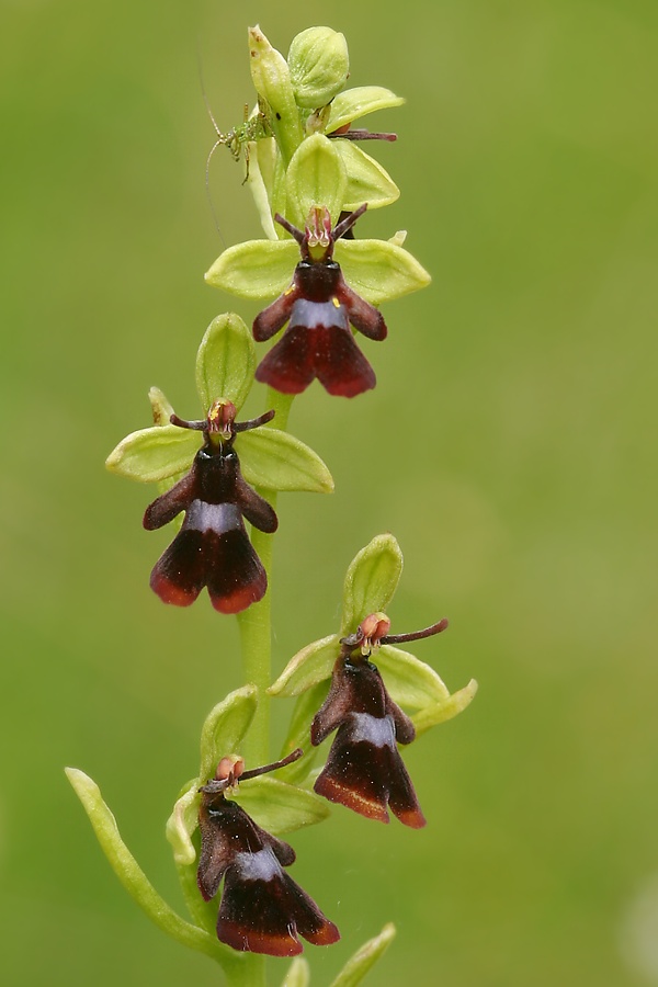Ophrys insectifera Foto & Bild | pflanzen, pilze & flechten, blüten ...