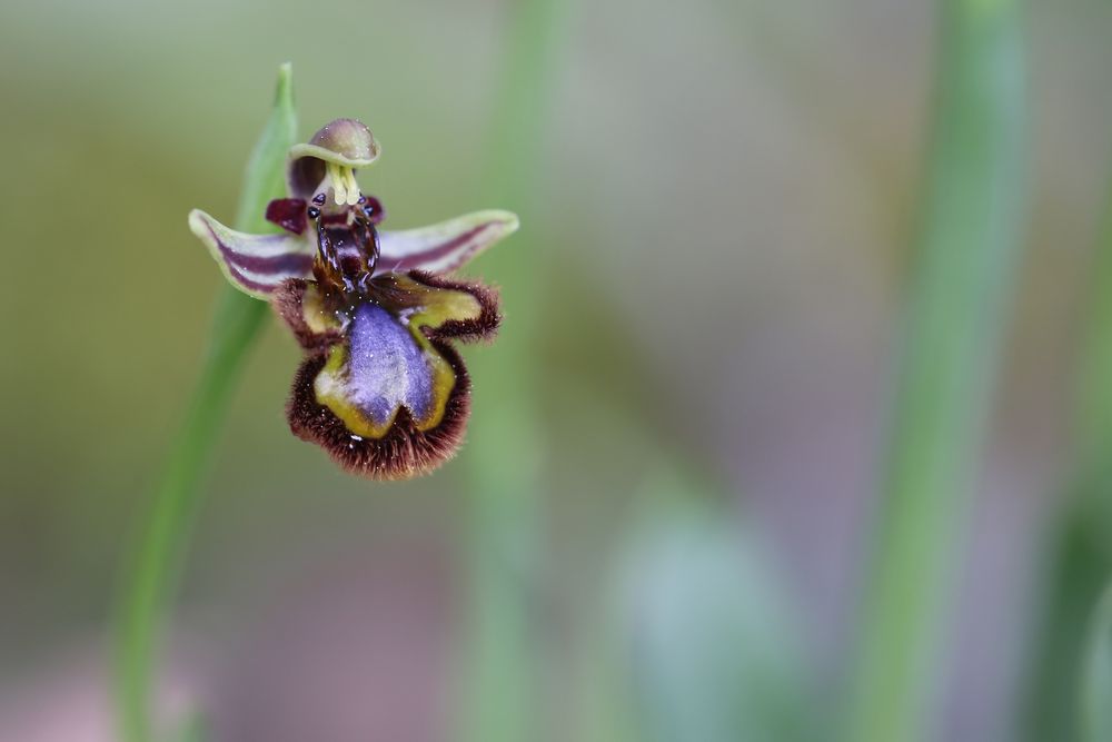 Ophrys speculum Foto & Bild | natur, blüten, wildlife Bilder auf ...