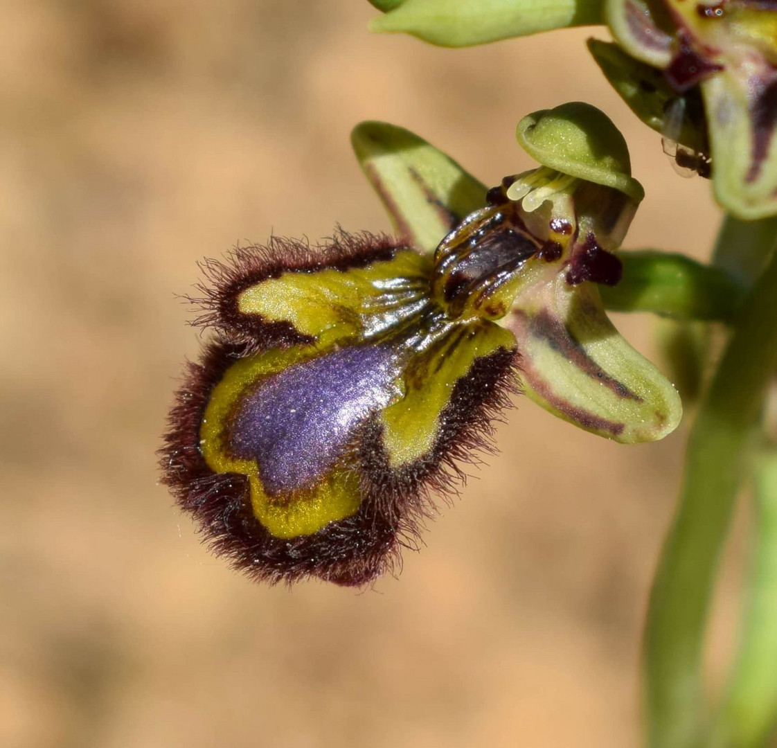 Ophrys speculum photo et image | macro nature, macro orchidées sauvages ...