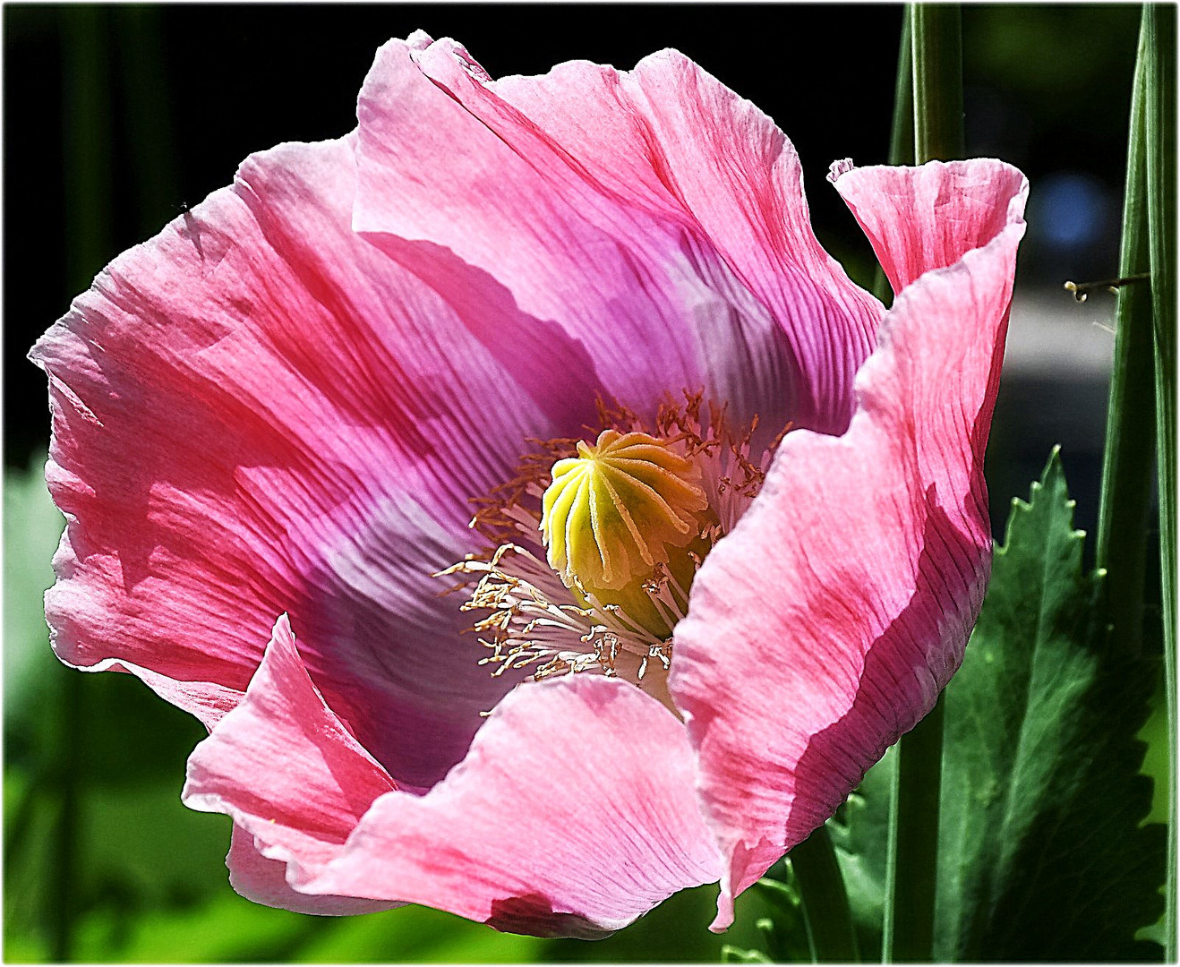 "opium mohn" Foto & Bild | motive Bilder auf fotocommunity