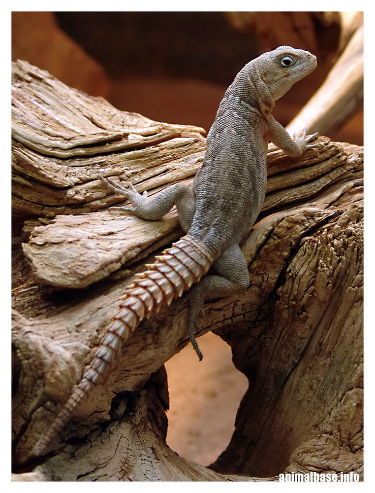 Oplurus cyclurus - Stachelschwanzleguan Foto & Bild | tiere, zoo ...