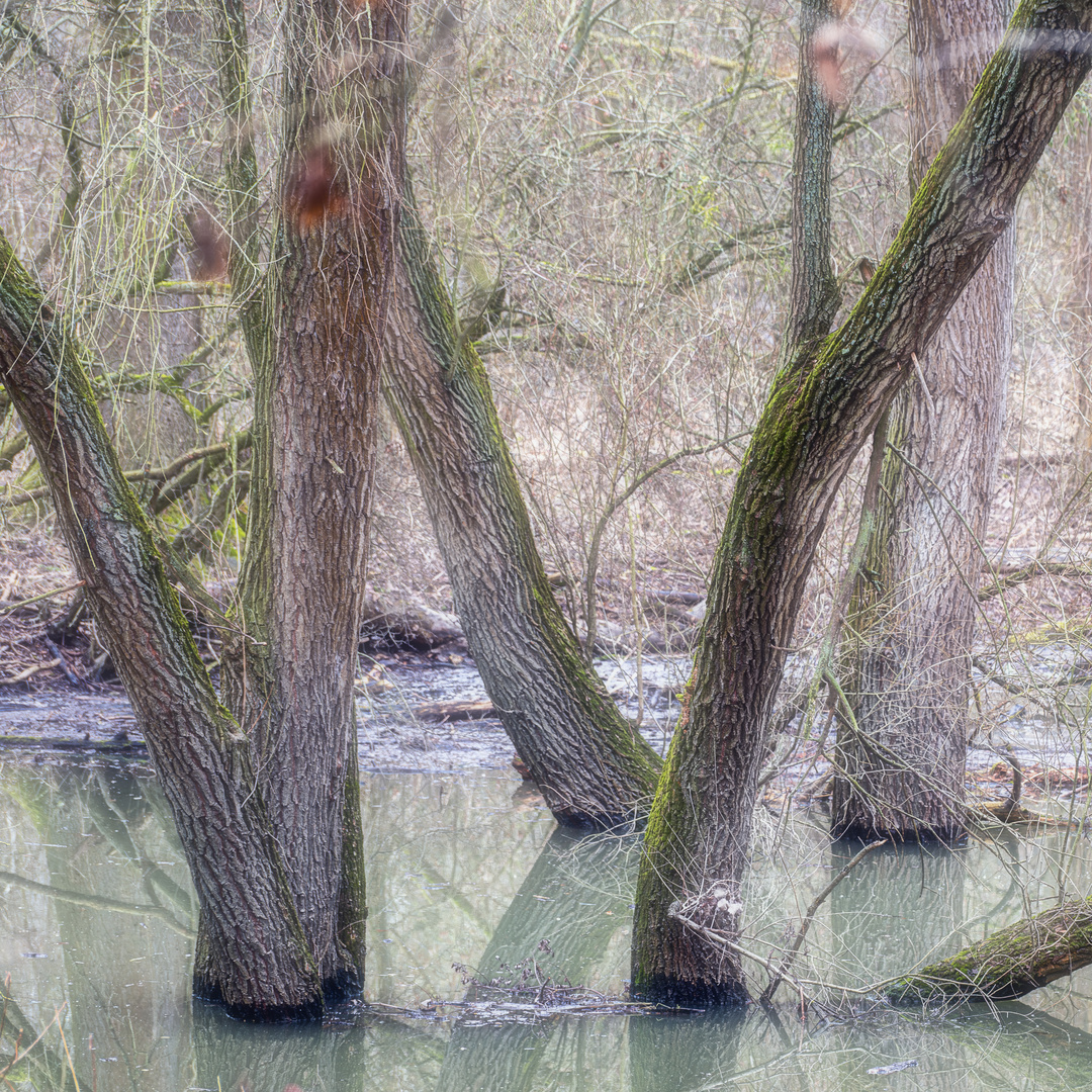 Oppenheimer Wäldchen beim Hochwasser Foto & Bild | landschaft, naturereignisse, bach, fluss ...
