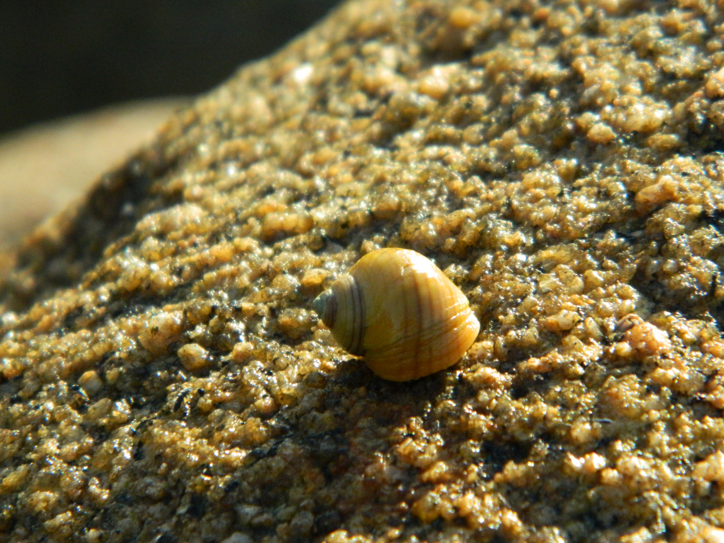 Or brut photo et image | animaux, poissons mollusques +crustacés ...