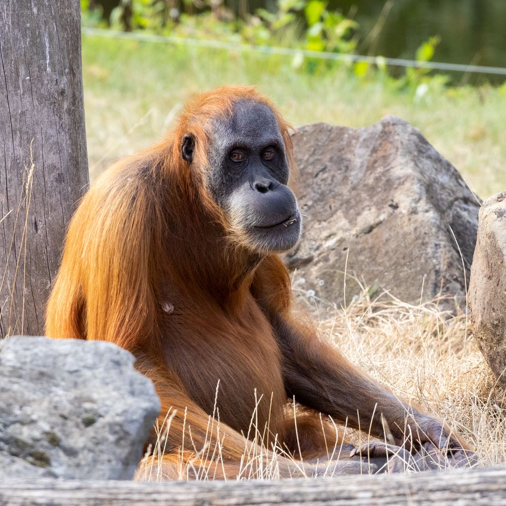 Oran Utan Foto & Bild | tiere, zoo, wildpark & falknerei, zoo Bilder auf fotocommunity