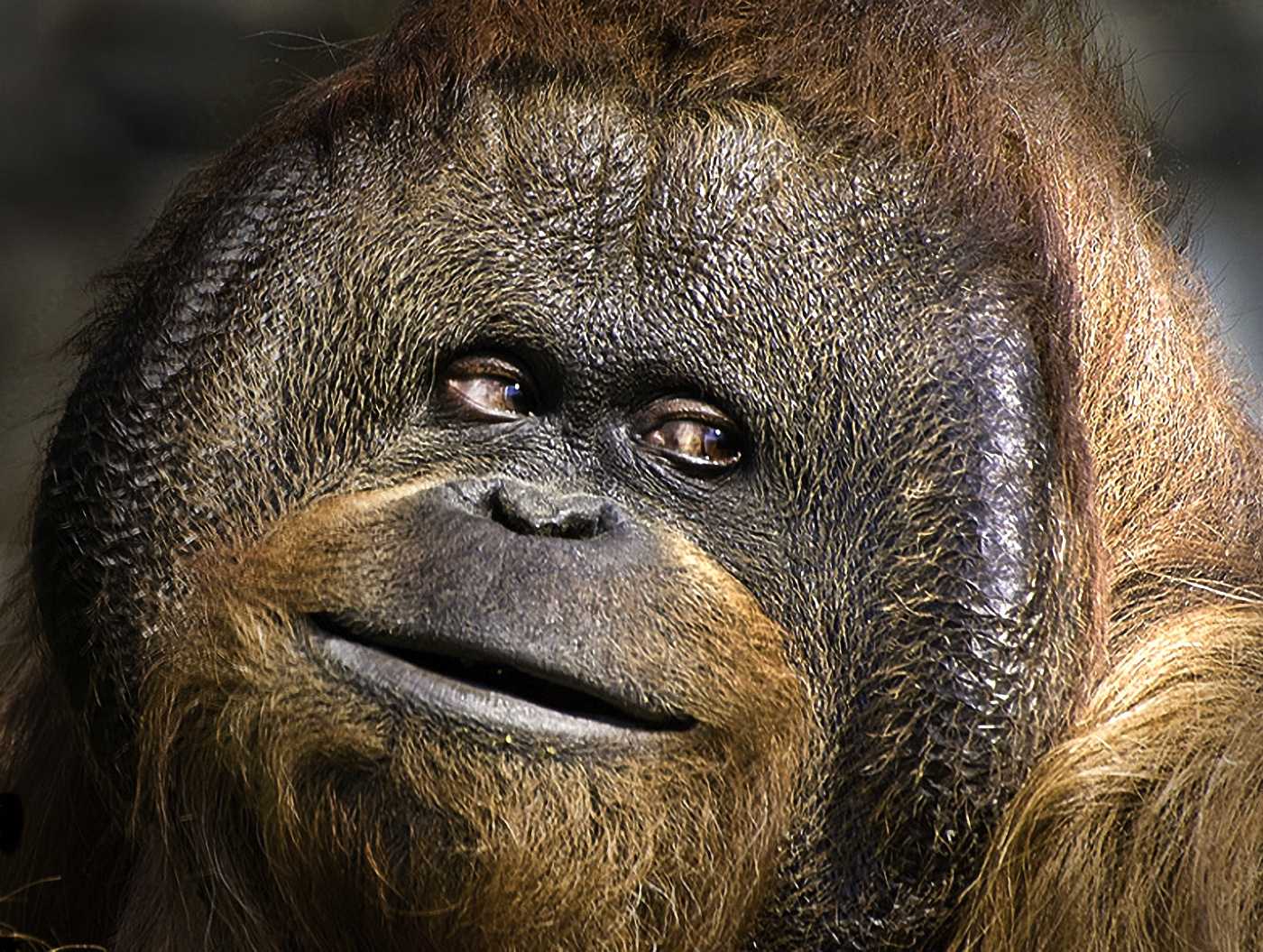 Orang-Utan Foto & Bild | tiere, zoo, wildpark & falknerei, säugetiere ...