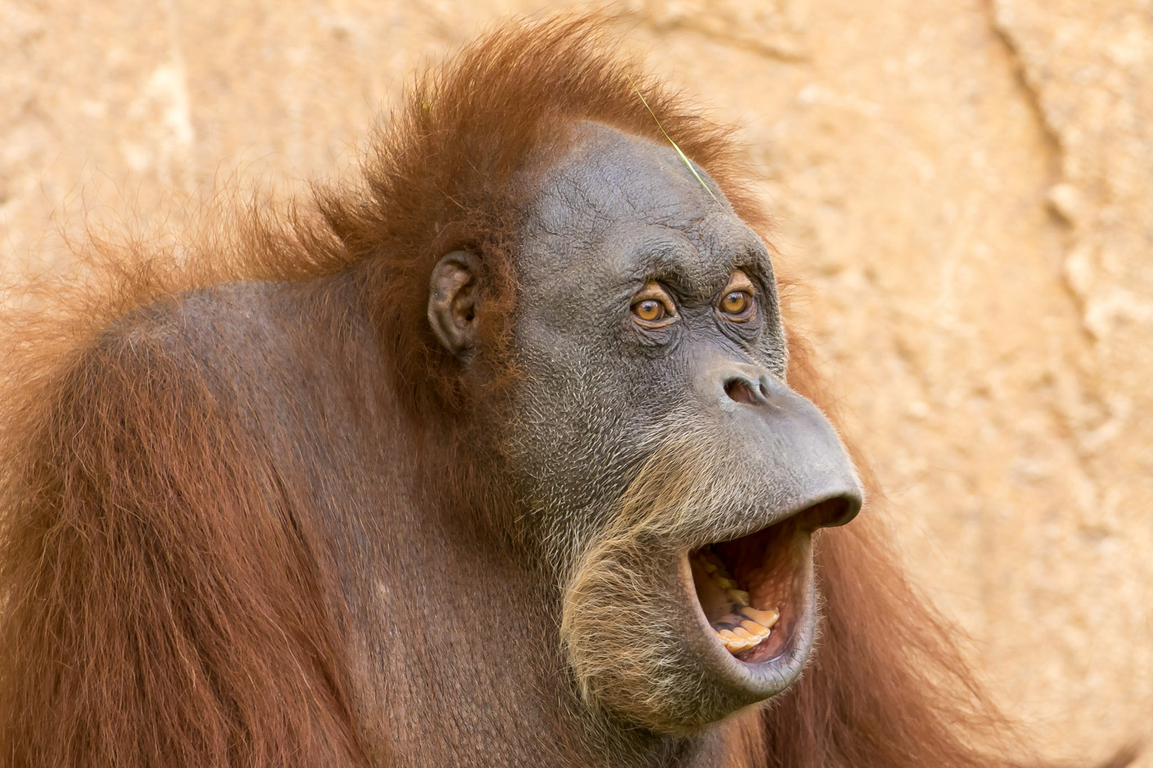 Orang Utan Foto & Bild | tiere, zoo, wildpark & falknerei, säugetiere ...