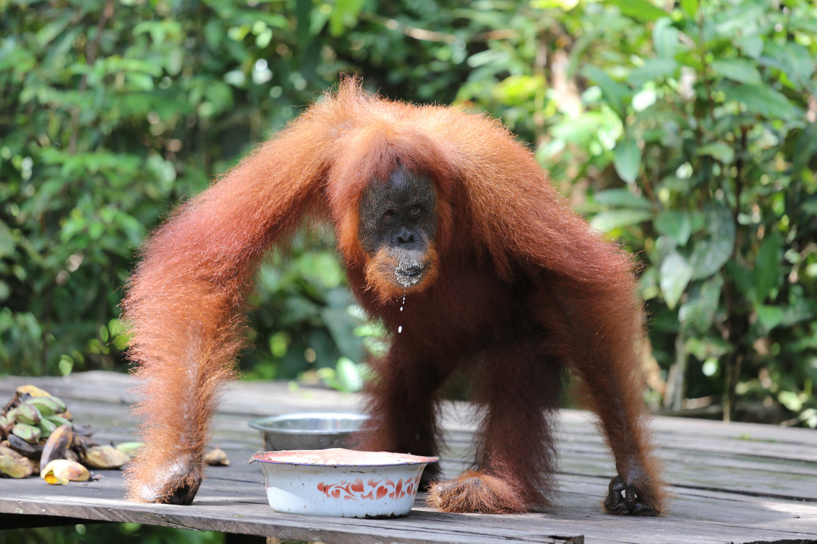Orang Utan in Kalimantan - Borneo 2015 Foto & Bild | asia, indonesia ...