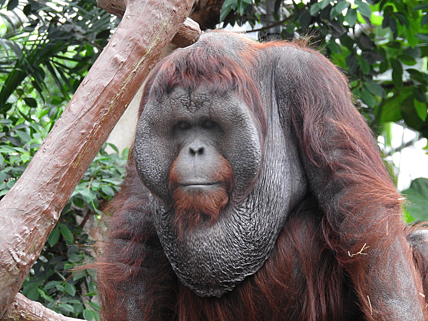 Orang-Utan Männchen Foto & Bild | zoo, tiere, orang utan Bilder auf ...