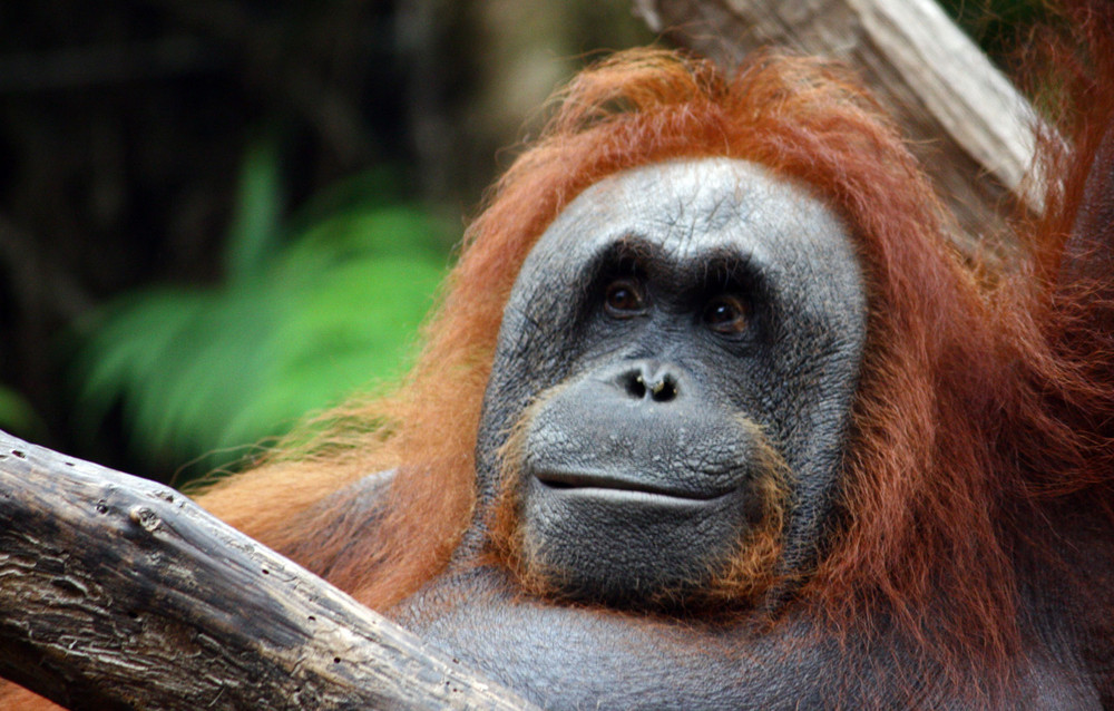 Orang Uthan Foto & Bild | tiere, zoo, wildpark & falknerei, säugetiere ...