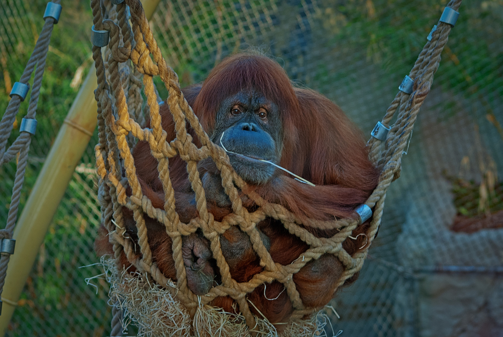 Orang-Uthan Foto & Bild | tiere, zoo, wildpark & falknerei, säugetiere ...