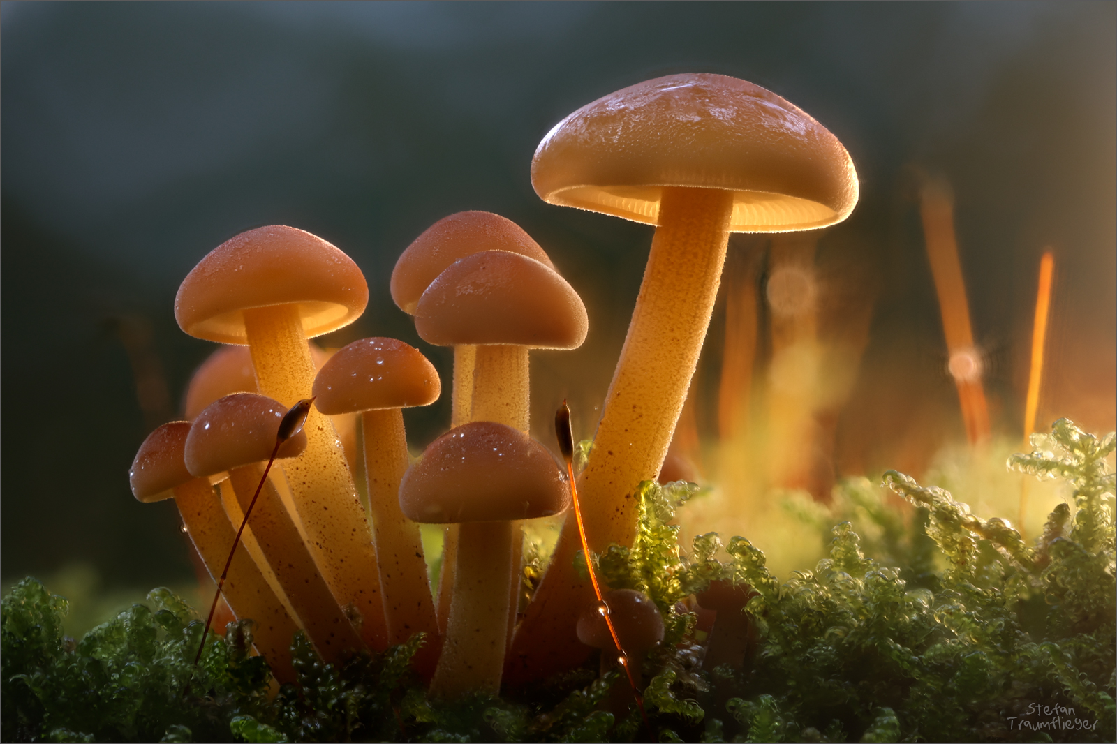 Orange Foto & Bild | pflanzen, pilze & flechten, pilze & flechten ...