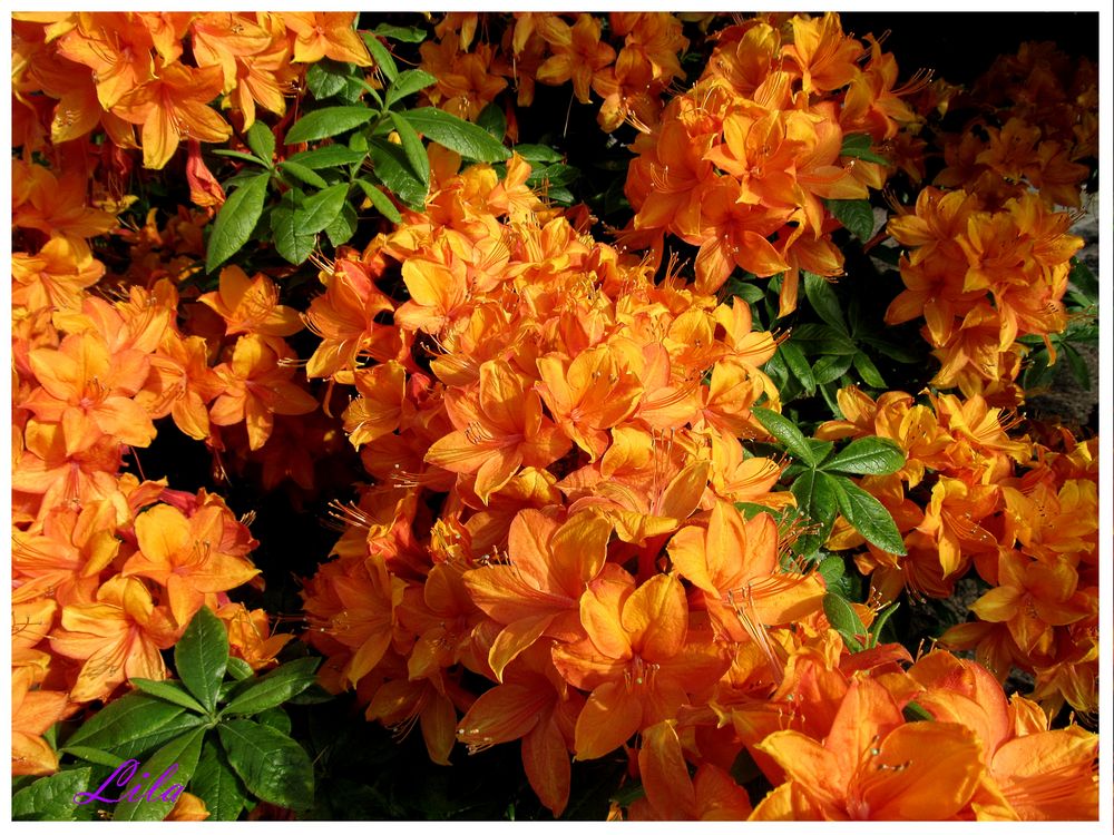 orange Azalea Foto & Bild | outdoor, bäume, baum Bilder auf fotocommunity