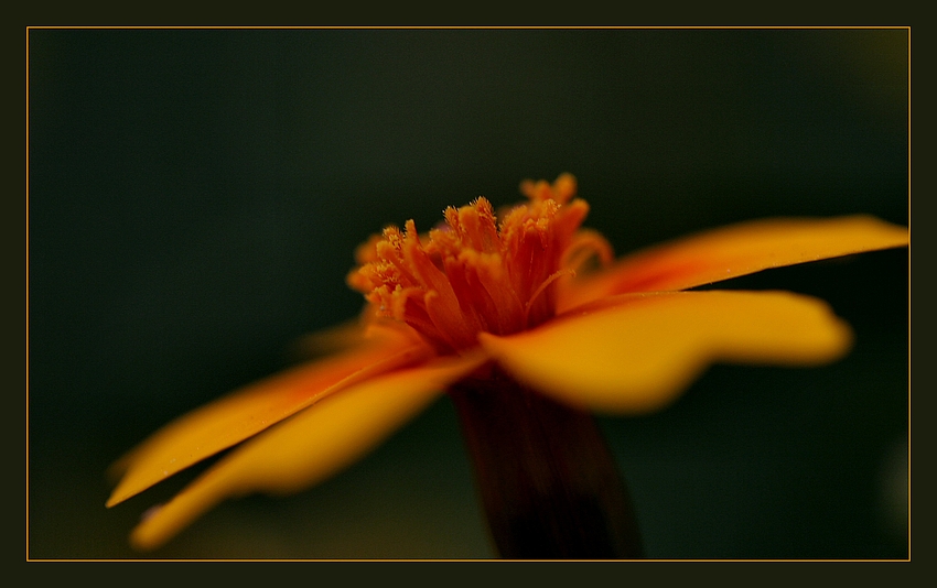 Orange Foto & Bild | natur-makros, natur-kreativ, aufnahmetechniken ...