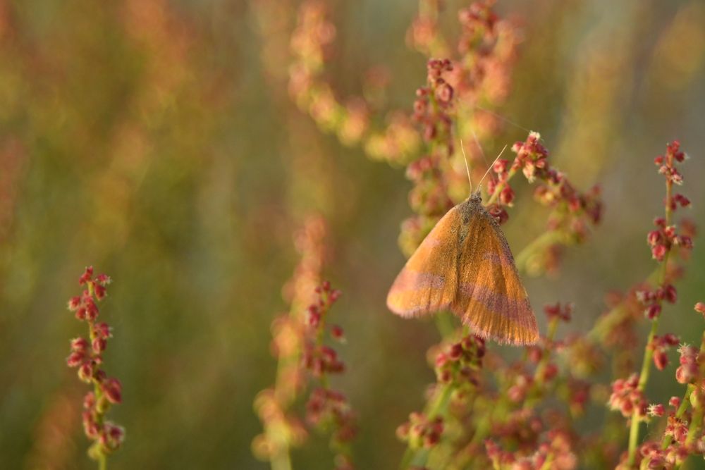 Orange-brauner Falter Foto & Bild | tiere, wildlife, schmetterlinge ...