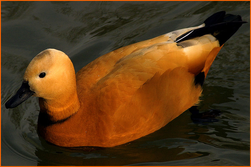 ORANGE DUCK Foto & Bild | tierisch, contest Bilder auf fotocommunity