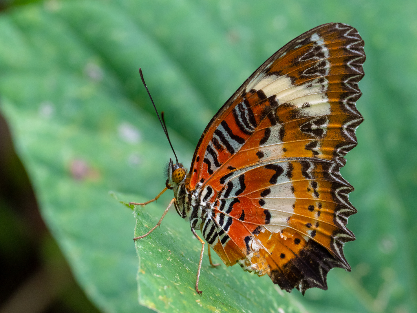 Orange Lacewing Foto & Bild | asia, thailand, tiere Bilder auf ...