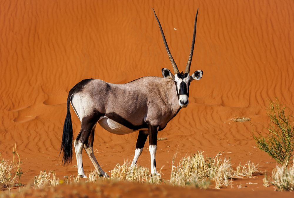 ~ ORANGE ORYX ~ Foto & Bild | africa, southern africa, namibia Bilder ...
