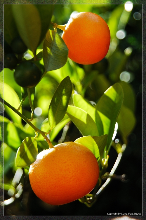 Orangen Foto & Bild | archiv projekte naturchannel, naturprojekte 2007 ...