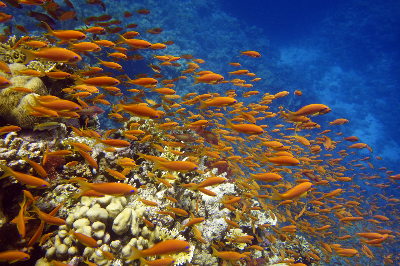 Orangene Fische im roten Meer Foto & Bild | tiere, wildlife, fische ...