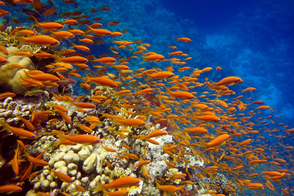 Orangene Fische im roten Meer Foto & Bild | tiere, wildlife, fische ...