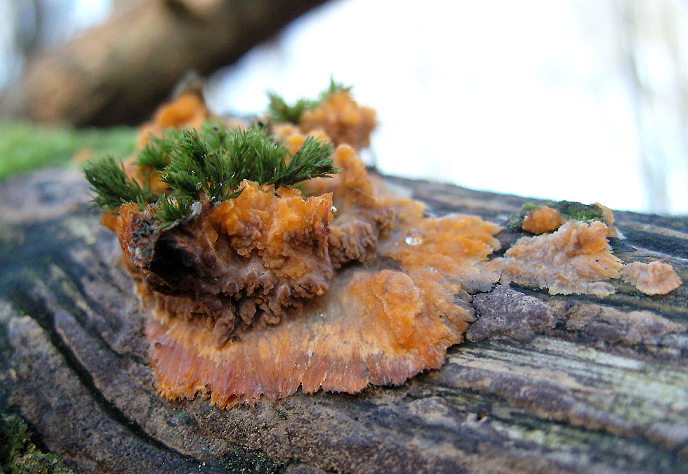 Orangeroter Kammpilz Phlebia merismoides Foto & Bild | pflanzen, pilze ...