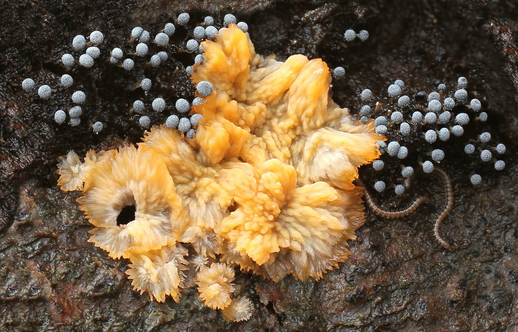 Orangeroter Kammpilz Phlebia radiata Foto & Bild | pflanzen, pilze ...