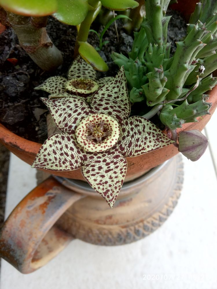 Orbéa variegata photo et image | fleurs, 27-07-2020, nature Images ...