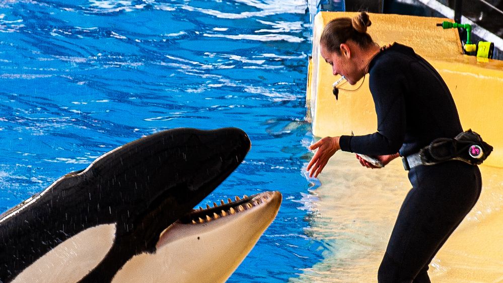 Orca Foto & Bild | europe, canary islands die kanaren, spain Bilder auf ...