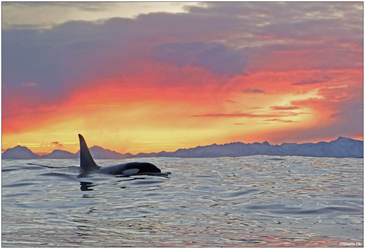 Orca Foto & Bild | tiere, wildlife, säugetiere Bilder auf fotocommunity