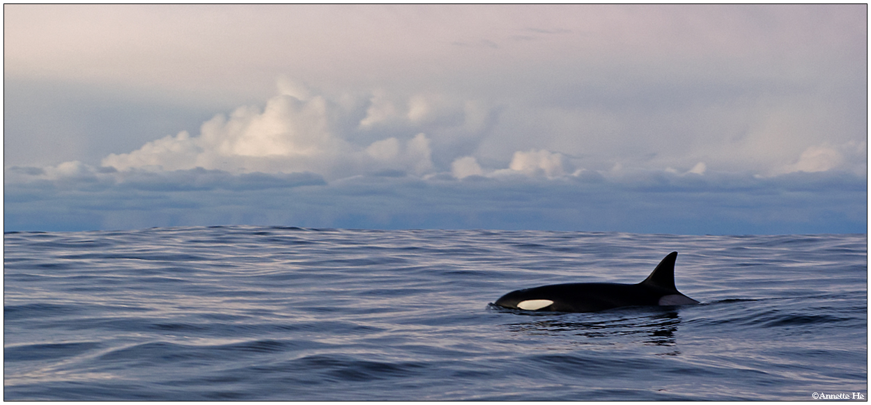 Orca Foto & Bild | tiere, wildlife, säugetiere Bilder auf fotocommunity