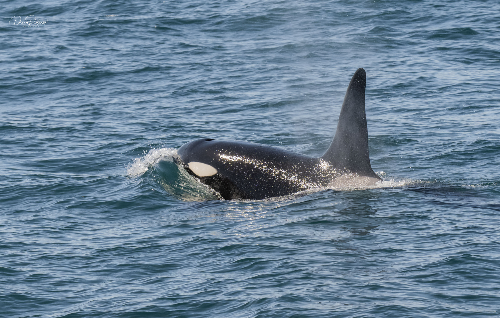 Orca Foto & Bild | tiere, wildlife, säugetiere Bilder auf fotocommunity