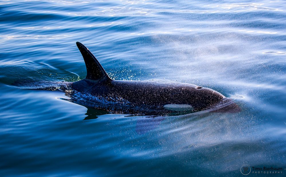 Orca Foto & Bild | tiere, wildlife, säugetiere Bilder auf fotocommunity