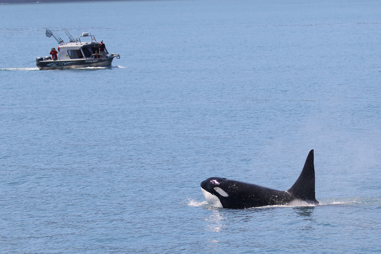 Orca Foto & Bild | tiere, wildlife, wildlife: sonstige tiere Bilder auf ...