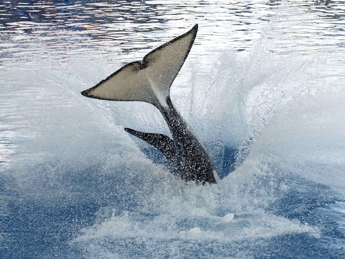 Orca Foto & Bild | tiere, zoo, wildpark & falknerei, säugetiere Bilder ...