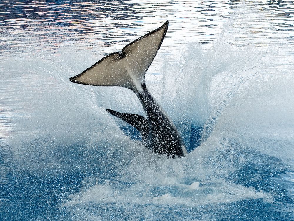 Orca Foto & Bild | tiere, zoo, wildpark & falknerei, säugetiere Bilder ...