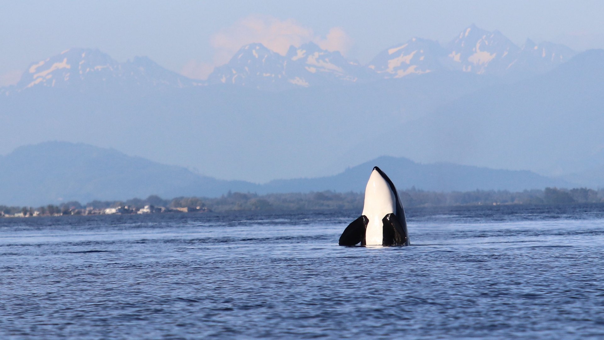 Orca Spyhop Foto & Bild | tiere, wildlife, wildlife: sonstige tiere ...