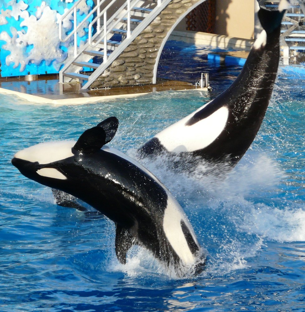 Orcas Foto & Bild | tiere, zoo, wildpark & falknerei, säugetiere Bilder ...