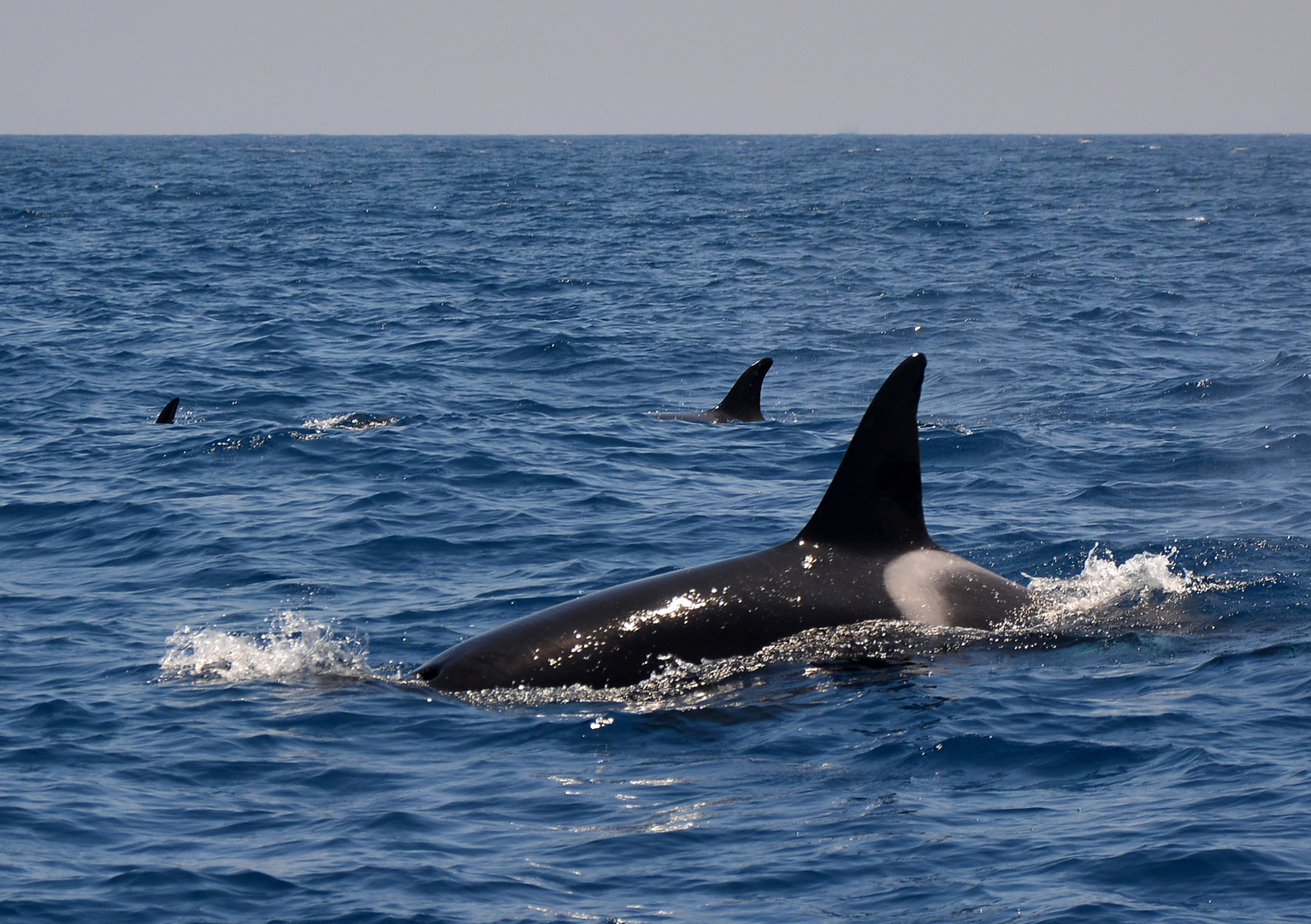 Orcas in der Straße von Gibraltar Foto & Bild | tiere, wildlife ...