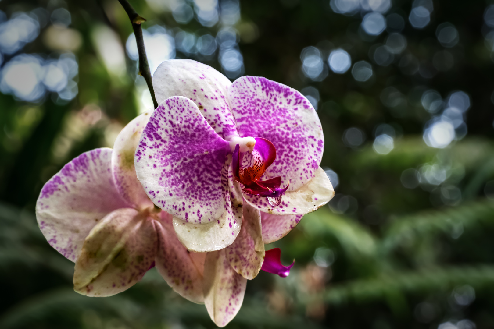 Orchid Drop Foto & Bild | pflanzen, pilze & flechten, blüten ...