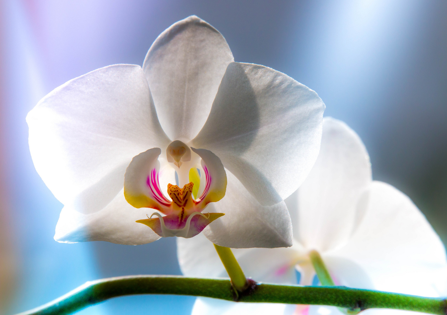 Orchidaceae II Foto & Bild | natur, pflanzen, pilze & flechten, blüten ...