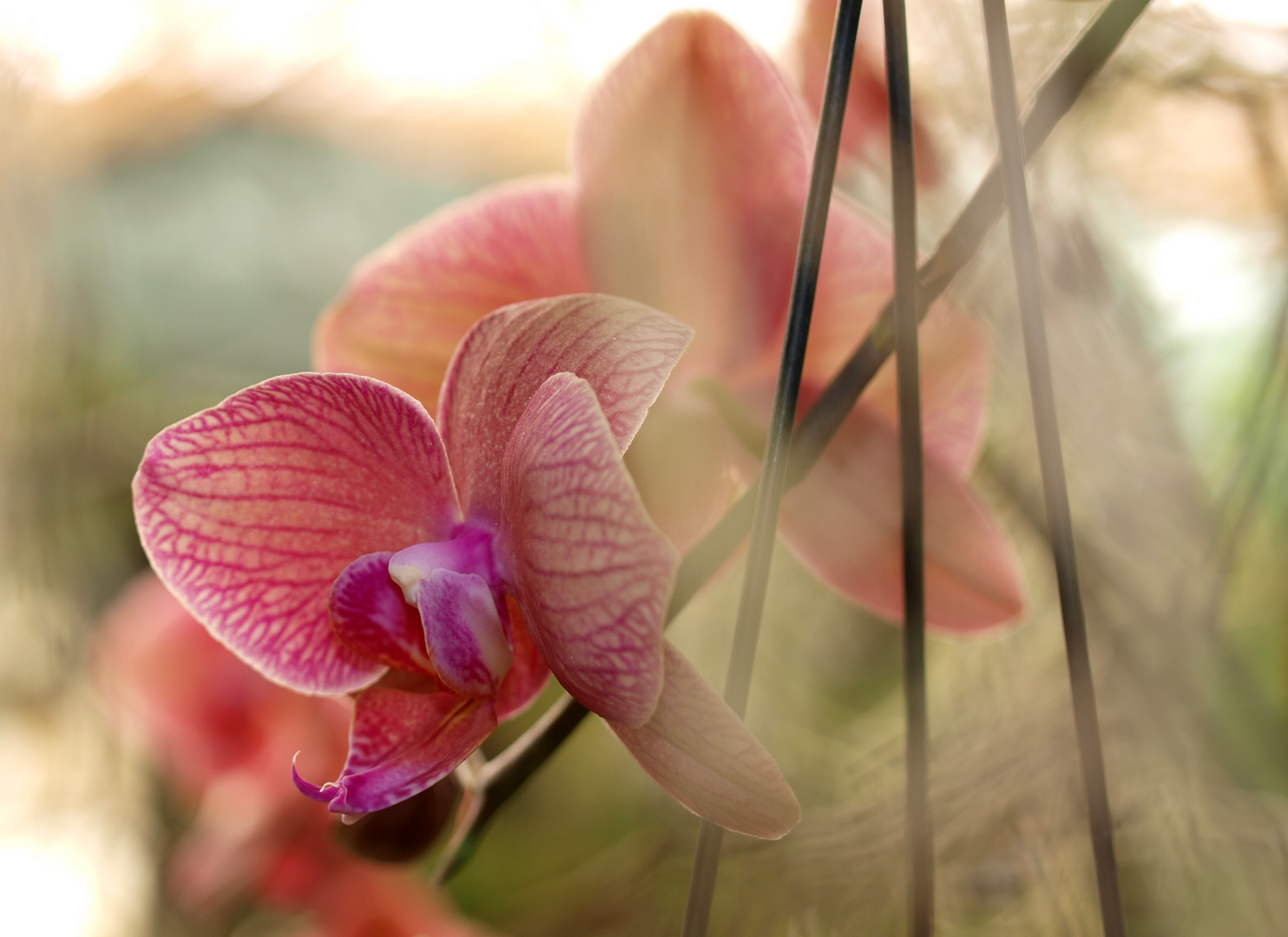 Orchidea Foto & Bild | pflanzen, pilze & flechten, blüten ...