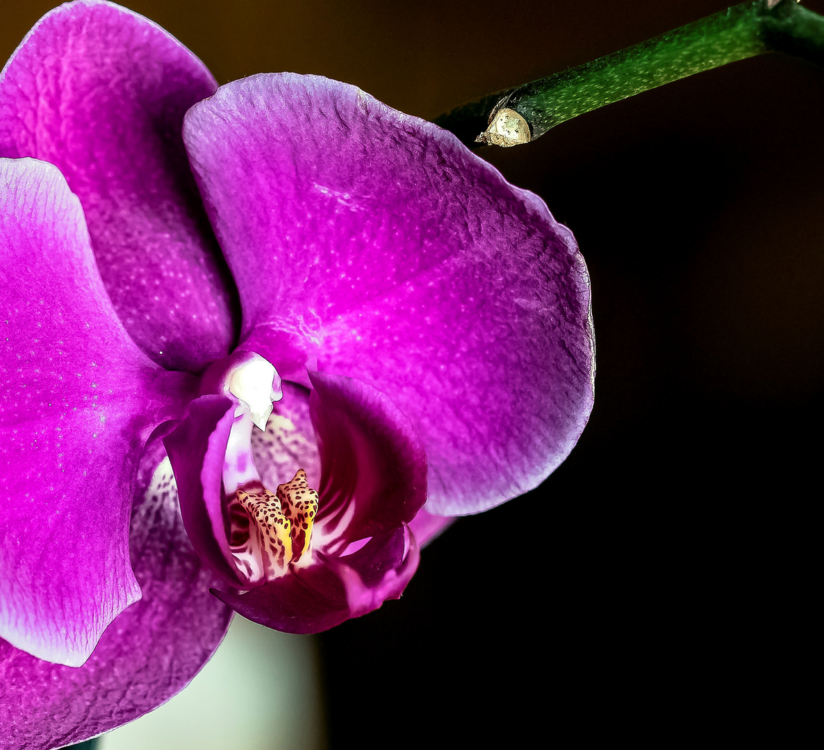 Orchidea Foto % Immagini| macro e close up, fotos, city Foto su ...