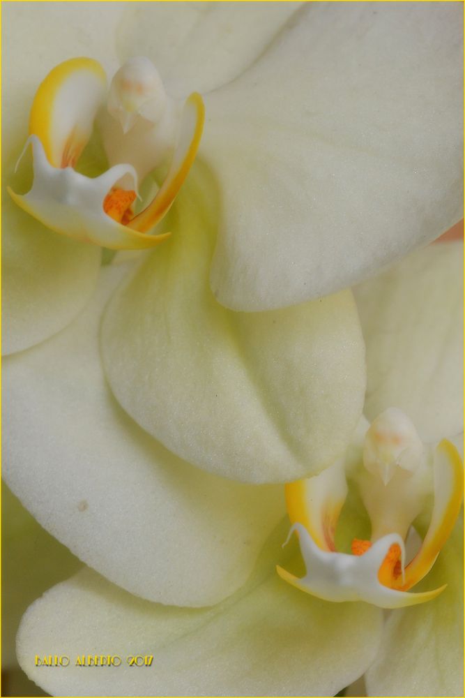 Orchidea Foto % Immagini| natura, piante, fiori e funghi Foto su ...