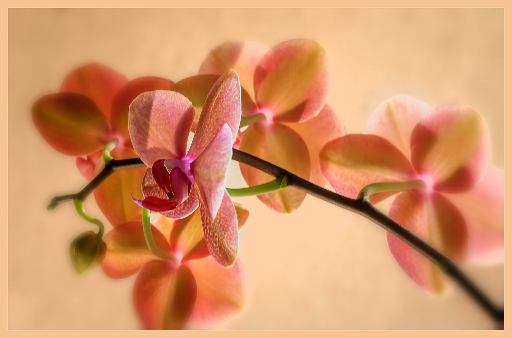 Orchidee Foto & Bild | jahreszeiten, natur, stillleben Bilder auf ...